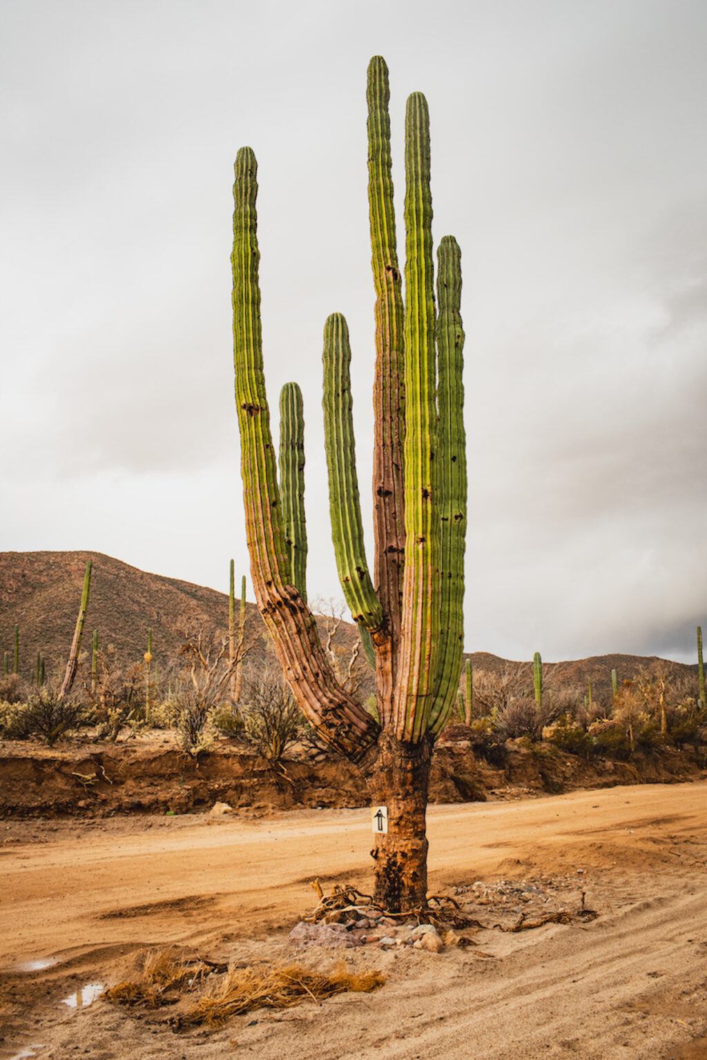 Baja Norte vs Baja California Sur: Which One is Better? - Be My Travel Muse