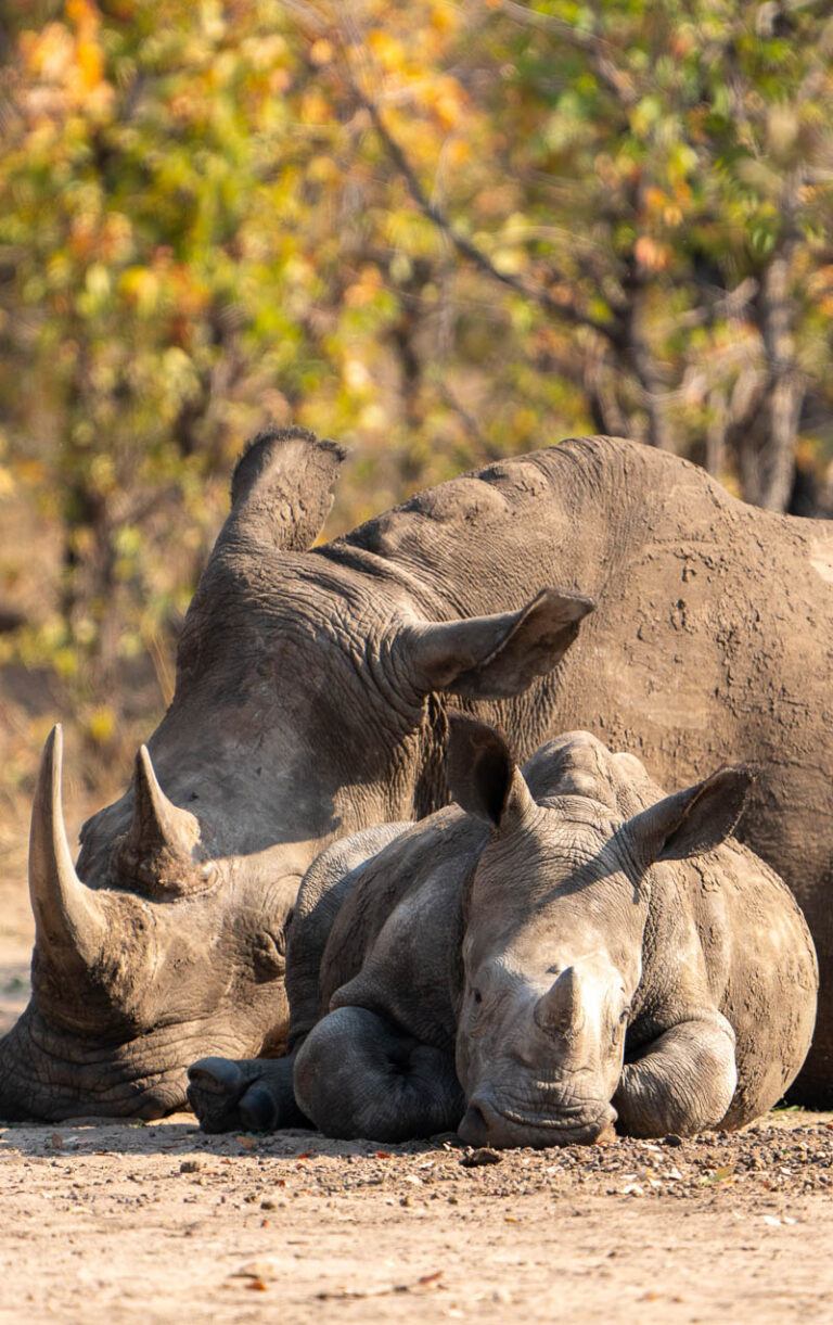 The Perfect Botswana + Victoria Falls Packing List