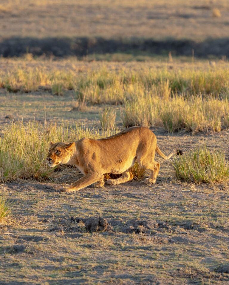 The Perfect Botswana + Victoria Falls Packing List